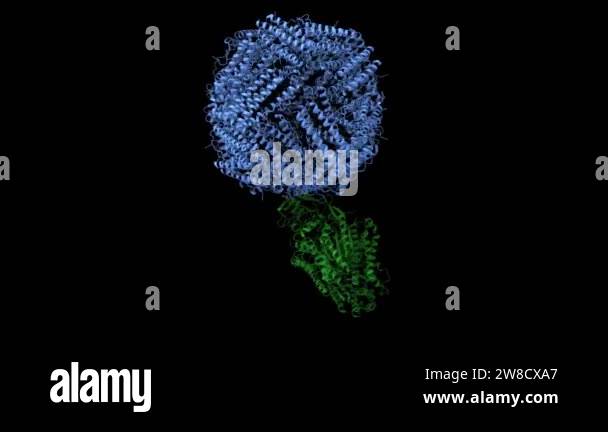 Structure of human transferrin receptor 1 (green) - H-ferritin (blue ...