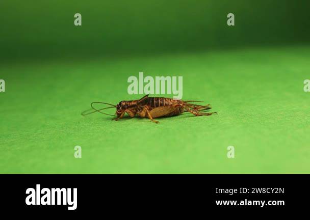 Female cricket insect Stock Videos & Footage - HD and 4K Video Clips ...