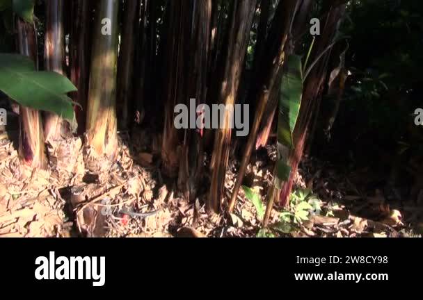 Musa acuminata plant Stock Videos & Footage - HD and 4K Video Clips - Alamy