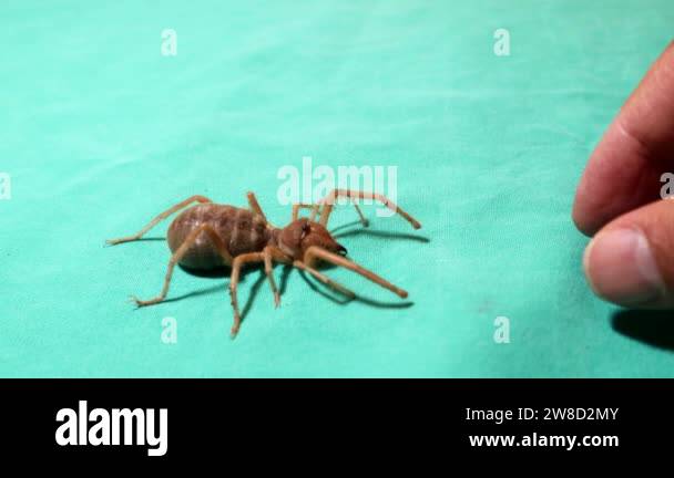 Handling spider Stock Videos & Footage - HD and 4K Video Clips - Alamy