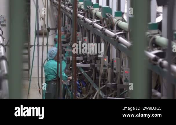A milkmaid connects the milking machine. The cows udder. milking cows ...