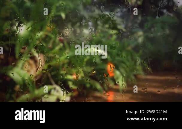 Falling raindrops on the glass window panes show the rain falling on ...