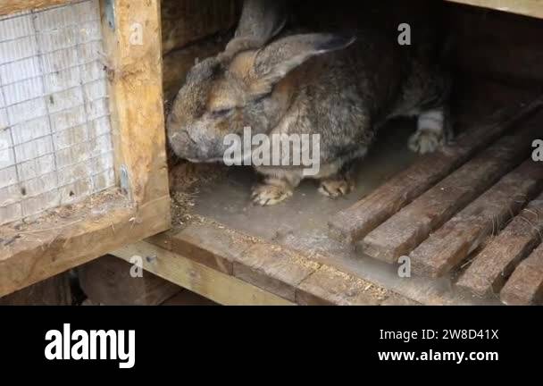 Small feeding brown rabbit in rabbit-hutch on animal farm, barn ranch ...