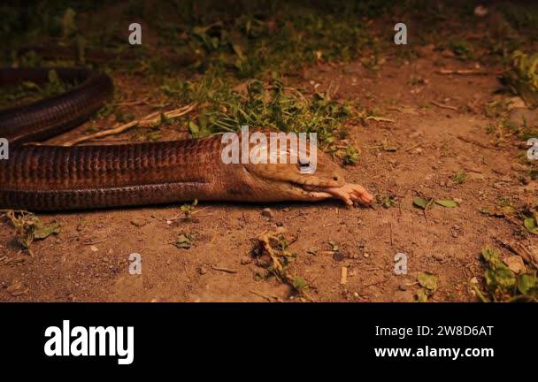 European legless lizard feeding a rat. Legless lizard looks like a ...