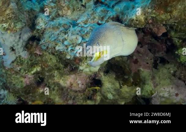 Moray peeks out of its hiding place. Yellow-mouthed Moray Eel ...