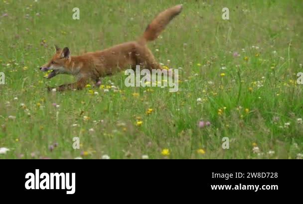 Red Fox, vulpes vulpes, Adult walking on Grass, Normandy, Real Time 4K Stock Video Footage - Alamy