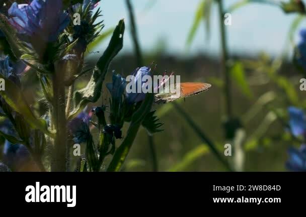 Calm butterfly Stock Videos & Footage - HD and 4K Video Clips - Alamy