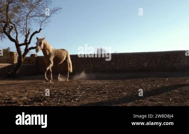 Berber horse Stock Videos & Footage - HD and 4K Video Clips - Alamy