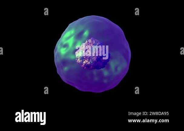 Human cells dividing microscope Stock Videos & Footage - HD and 4K ...