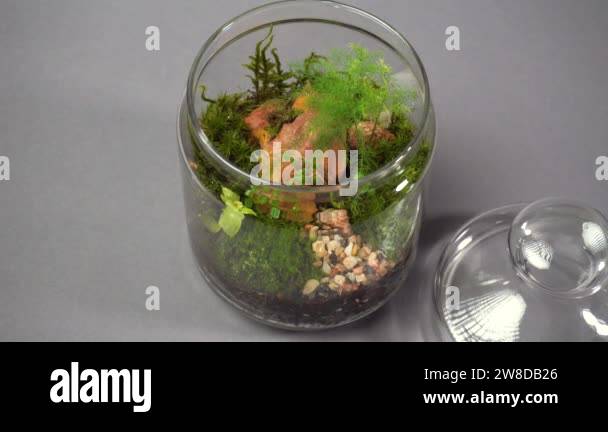 Florarium vase Stock Videos & Footage - HD and 4K Video Clips - Alamy