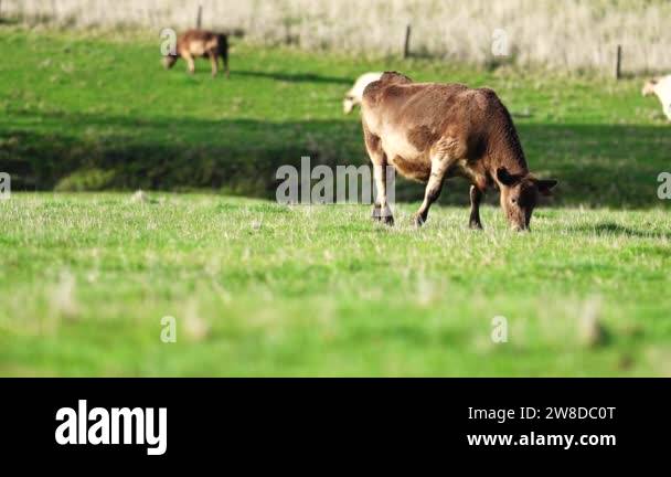 Close up of beef cows and calves grazing on grass in Australia, on a ...