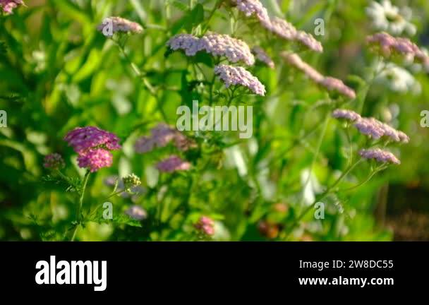 Bloom pink yarrow sways in the wind on a rural field in summer. Pink ...