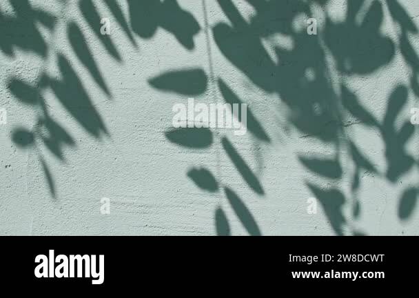 Motion of leaves in wind on the wall background. Transparent blurry ...