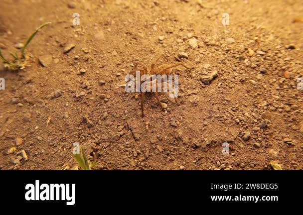 Camouflage European Water spider on the soil. It's also called raft ...