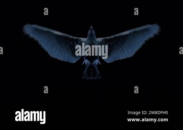 Crow Flying Loop Animation on Transparent Background Ultra HD 4K Stock ...