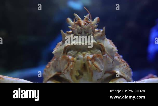 the close up Red King Crabs, Alaskan King Crab Stock Video Footage - Alamy