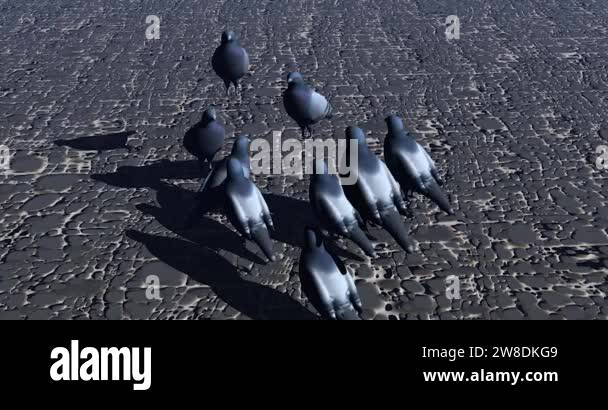 Pavement pigeons Stock Videos & Footage - HD and 4K Video Clips - Alamy