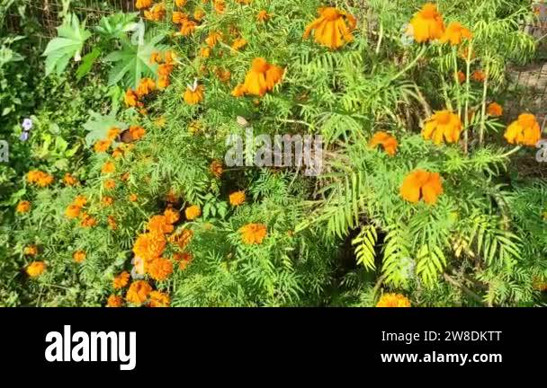 Types of pollination Stock Videos & Footage - HD and 4K Video Clips - Alamy