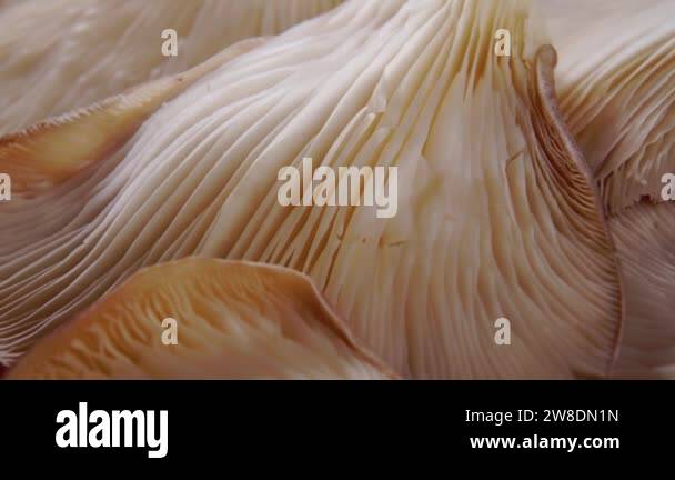 Gill fungi Stock Videos & Footage - HD and 4K Video Clips - Alamy