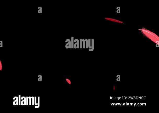 Feather falling particles motion graphics Stock Video Footage - Alamy
