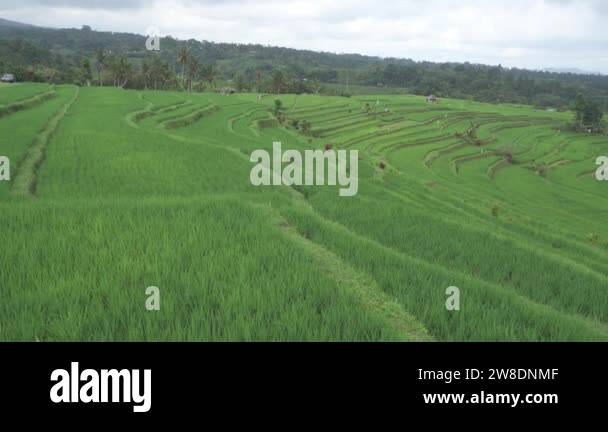 Subak bali unesco Stock Videos & Footage - HD and 4K Video Clips - Alamy