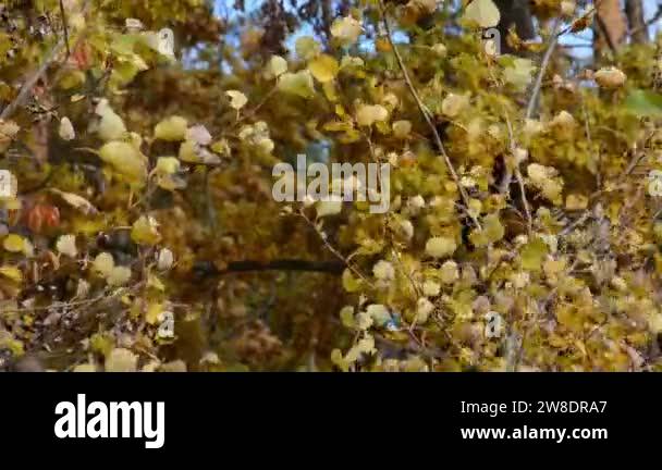 Yellow leaves flutter in the wind on the branches of bushes. Nature ...