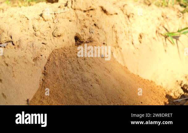 Red Ants digging and building a new nest. Black and red ants are ...
