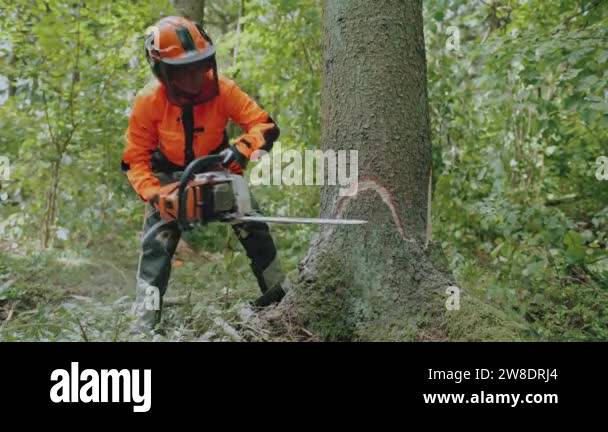 Woman logger in the forest, female specialist in protective gear cuts a ...