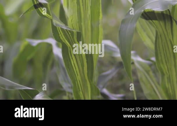 Corn pests earworm plant Stock Videos & Footage - HD and 4K Video Clips ...