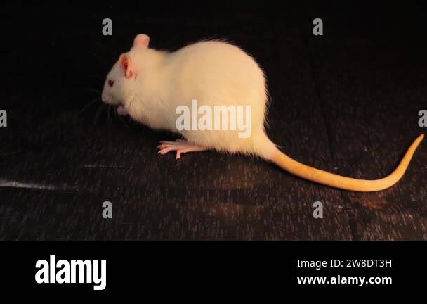 Albino red eyes animal Stock Videos & Footage - HD and 4K Video Clips ...