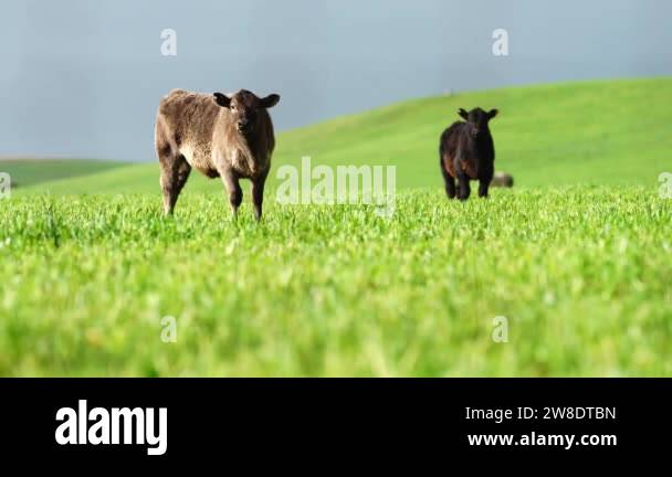 Close up of beef cows and calves grazing on grass in Australia, on a ...