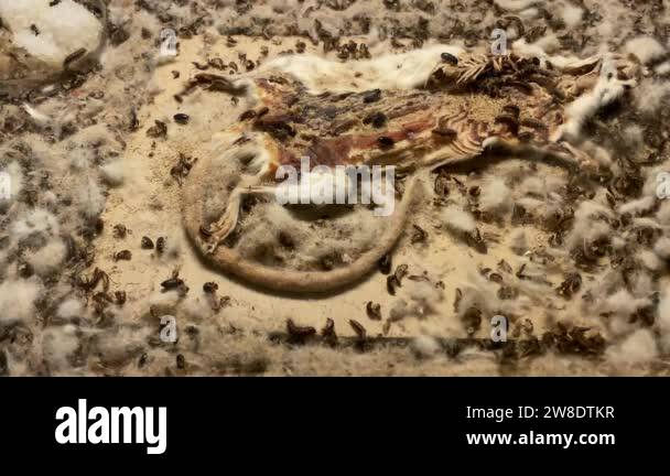 Rat insects Stock Videos & Footage - HD and 4K Video Clips - Alamy