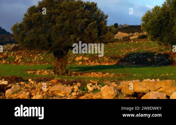 Fortress behind trees Stock Videos & Footage - HD and 4K Video Clips ...