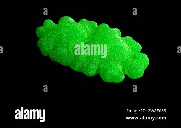 Euastrum oblongum desmid green alga. Desmids are a common group of ...