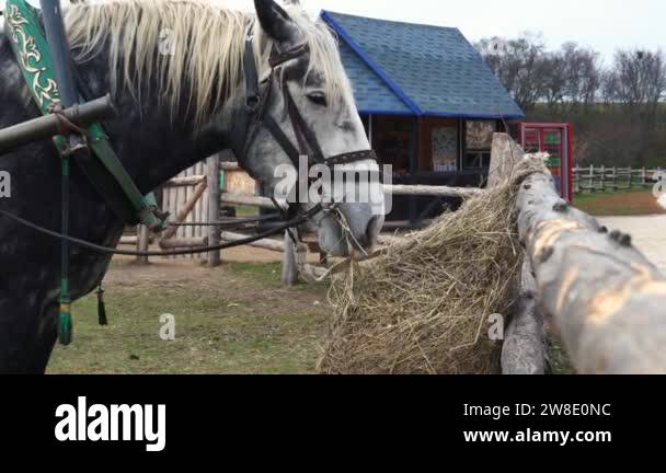 Horse eating hay from a special hay net. Slow feeder hay nets allows ...