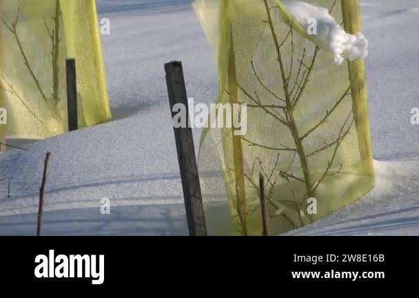 Animal damage Stock Videos & Footage - HD and 4K Video Clips - Alamy