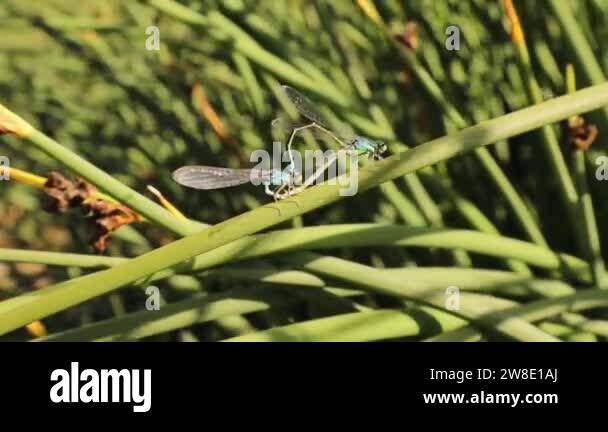 Blue tailed damselflies mating on a bamboo leaf. This insect is also ...