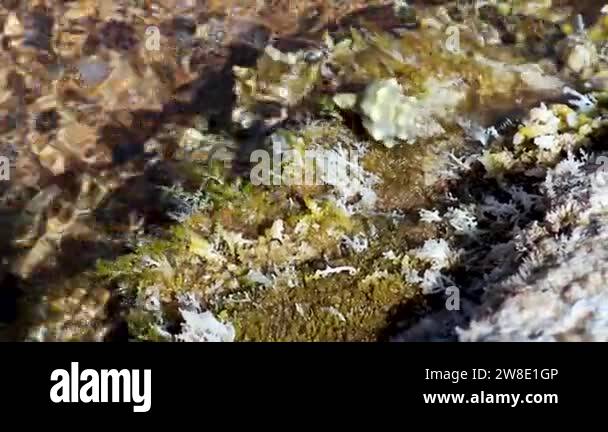 Seaweed shell on blue Stock Videos & Footage - HD and 4K Video Clips ...
