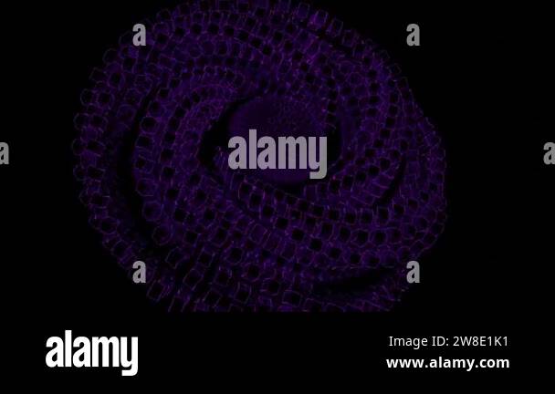 Abstract colorful particles or purple substance creating transforming ...