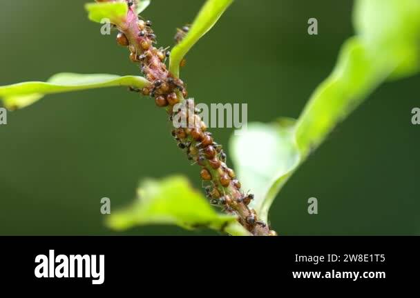 Scale ants Stock Videos & Footage - HD and 4K Video Clips - Alamy