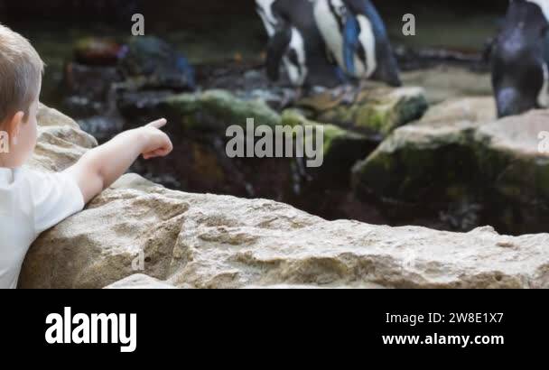 Boy pointing bird Stock Videos & Footage - HD and 4K Video Clips - Alamy