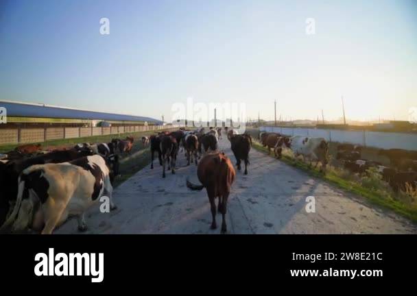 The ranch of a successful farmer. multi-colored cows in the rays of the ...