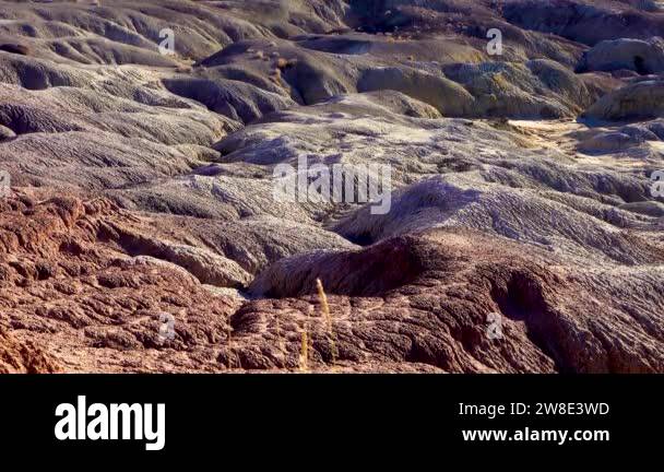 Erosion of ancient multi-colored sedimentary rocks from which fossilized sequoias are washed ...
