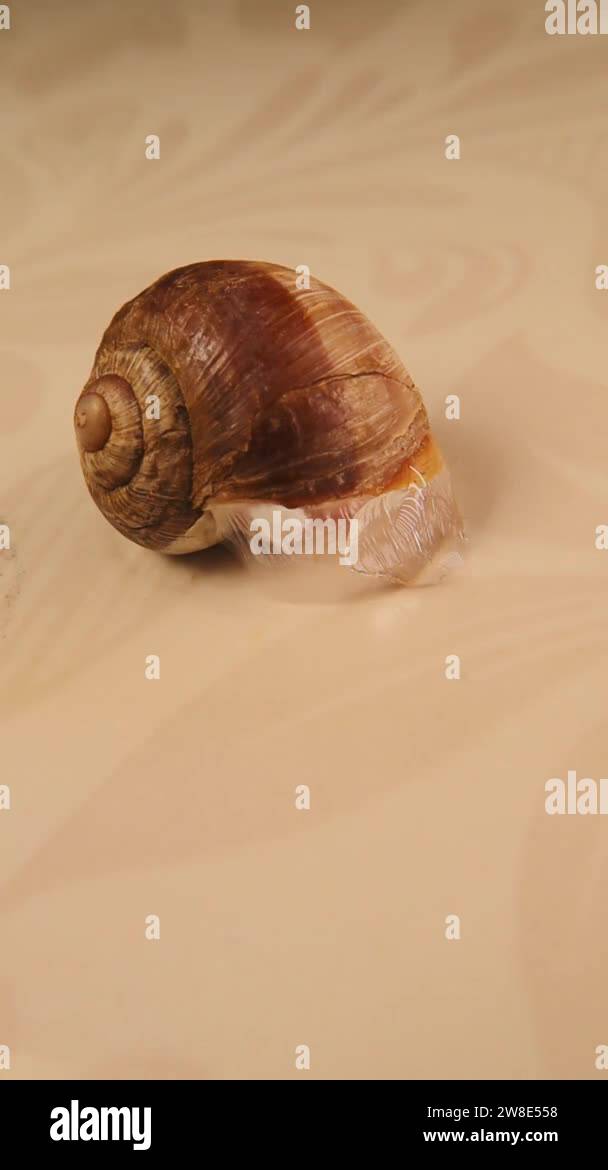Snail sleeping on a white background. When a snail hibernates, it ...