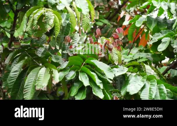 Pometia pinnata (also called matoa, taun tree, island lychee, tava ...