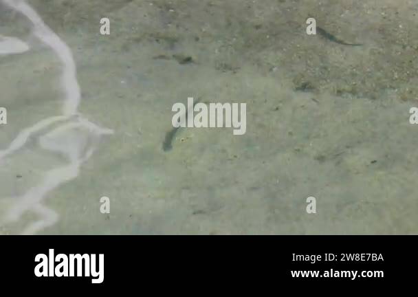 Fantastic beautiful view into water underwater and tropical fish fishes ...