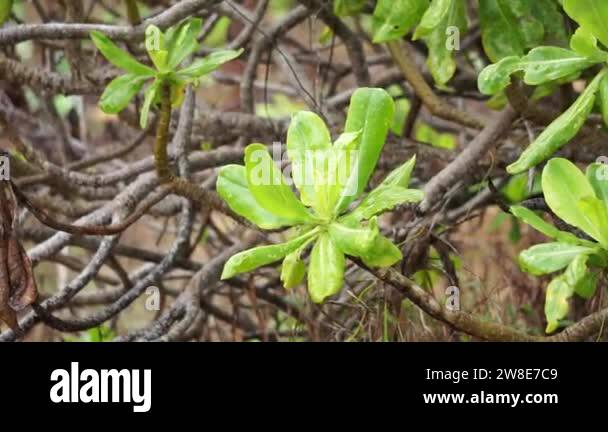 Itching plant Stock Videos & Footage - HD and 4K Video Clips - Alamy