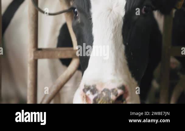 Dairy cow eating feed Stock Videos & Footage - HD and 4K Video Clips ...