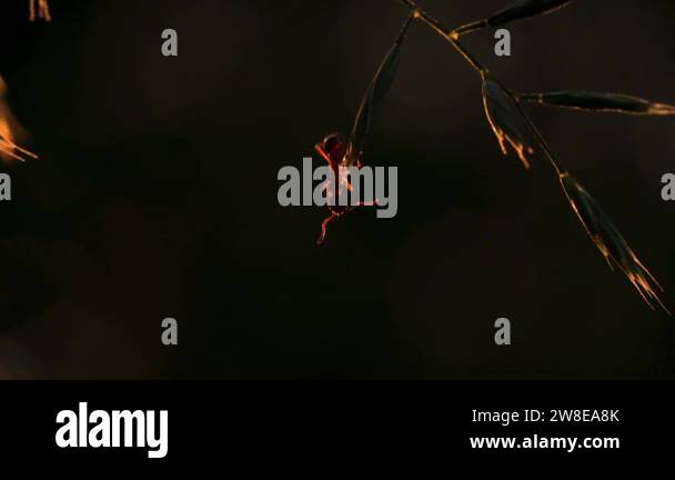 Sharp macro bugs Stock Videos & Footage - HD and 4K Video Clips - Alamy