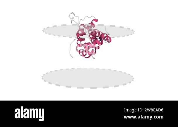 Secondary protein structure Stock Videos & Footage - HD and 4K Video ...